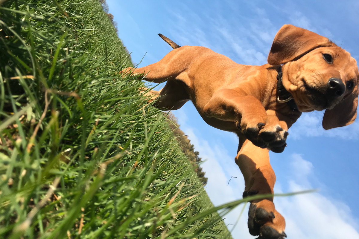 Neugier auf vier Pfoten - Oberberg-Aktuell